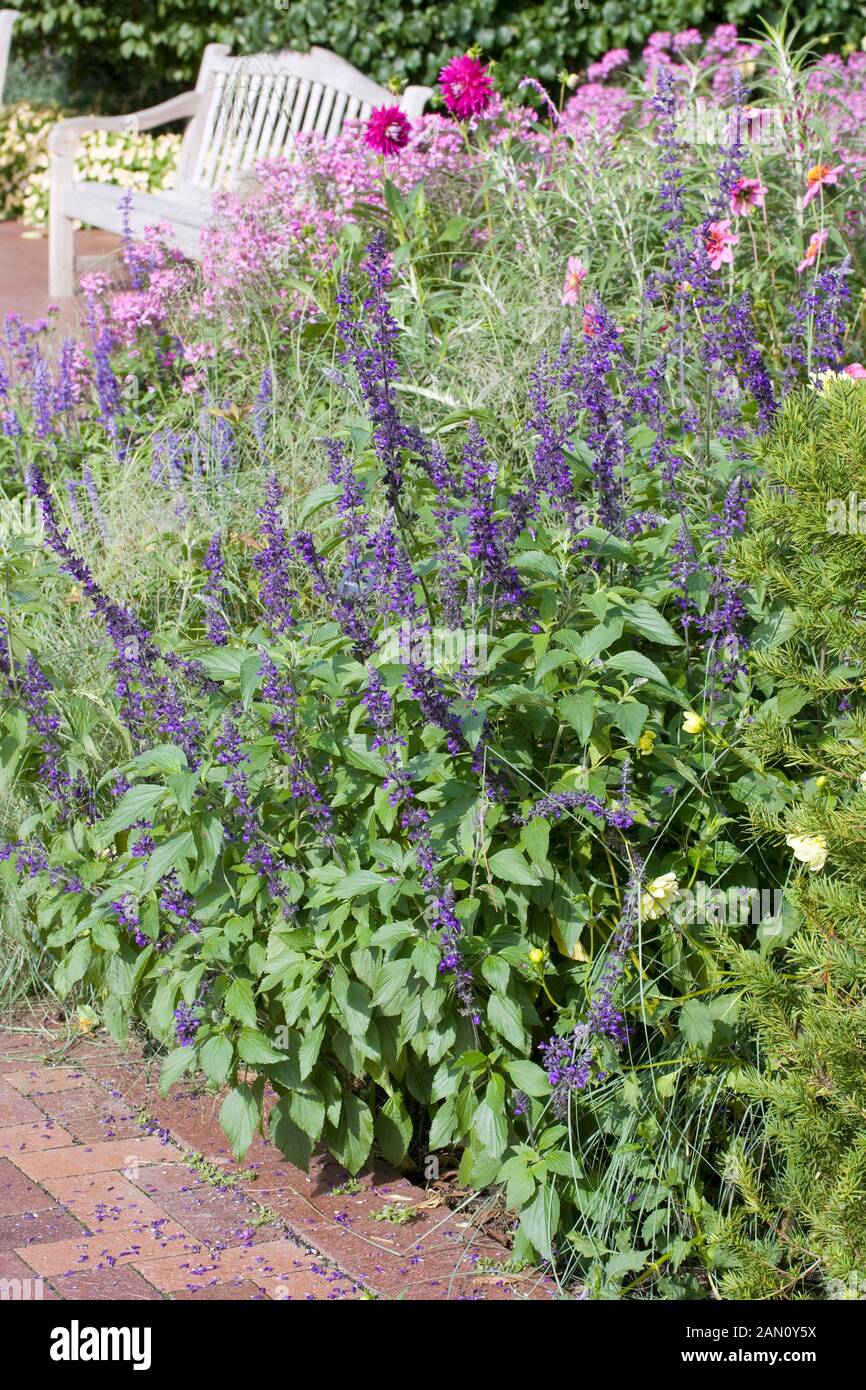 Salvia mystic spires blue hi-res stock photography and images - Alamy