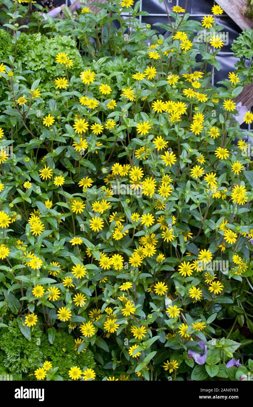 Aztec gold hi-res stock photography and images - Alamy