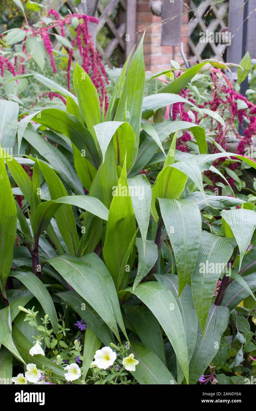 Setaria Palmifolia High Resolution Stock Photography and Images - Alamy