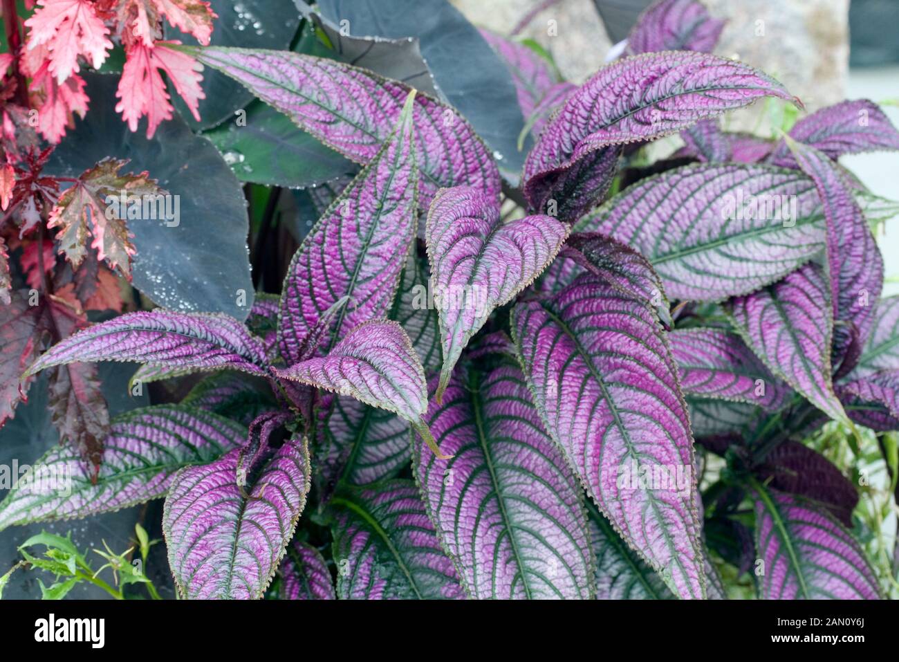 Strobilanthes Dyerianus High Resolution Stock Photography and Images ...