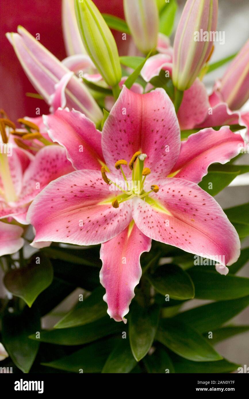 LILIUM 'AFTER EIGHT' Stock Photo - Alamy