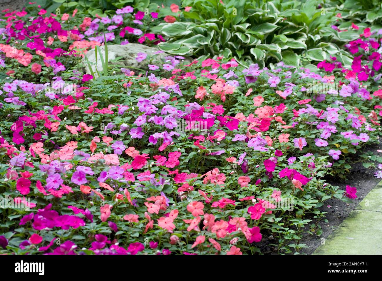 Impatiens walleriana hi-res stock photography and images - Alamy