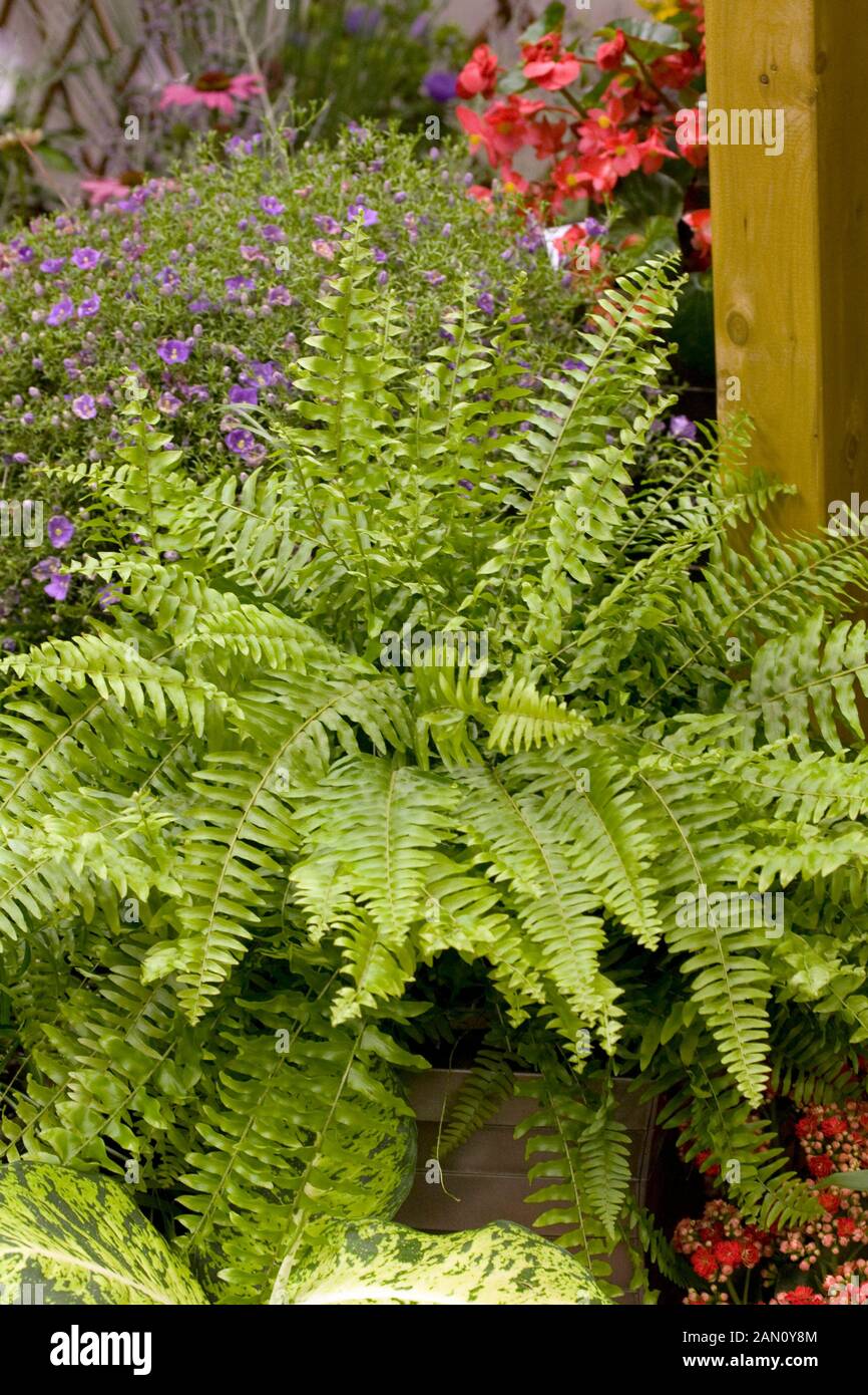 Boston fern nephrolepis exaltata hi-res stock photography and images ...