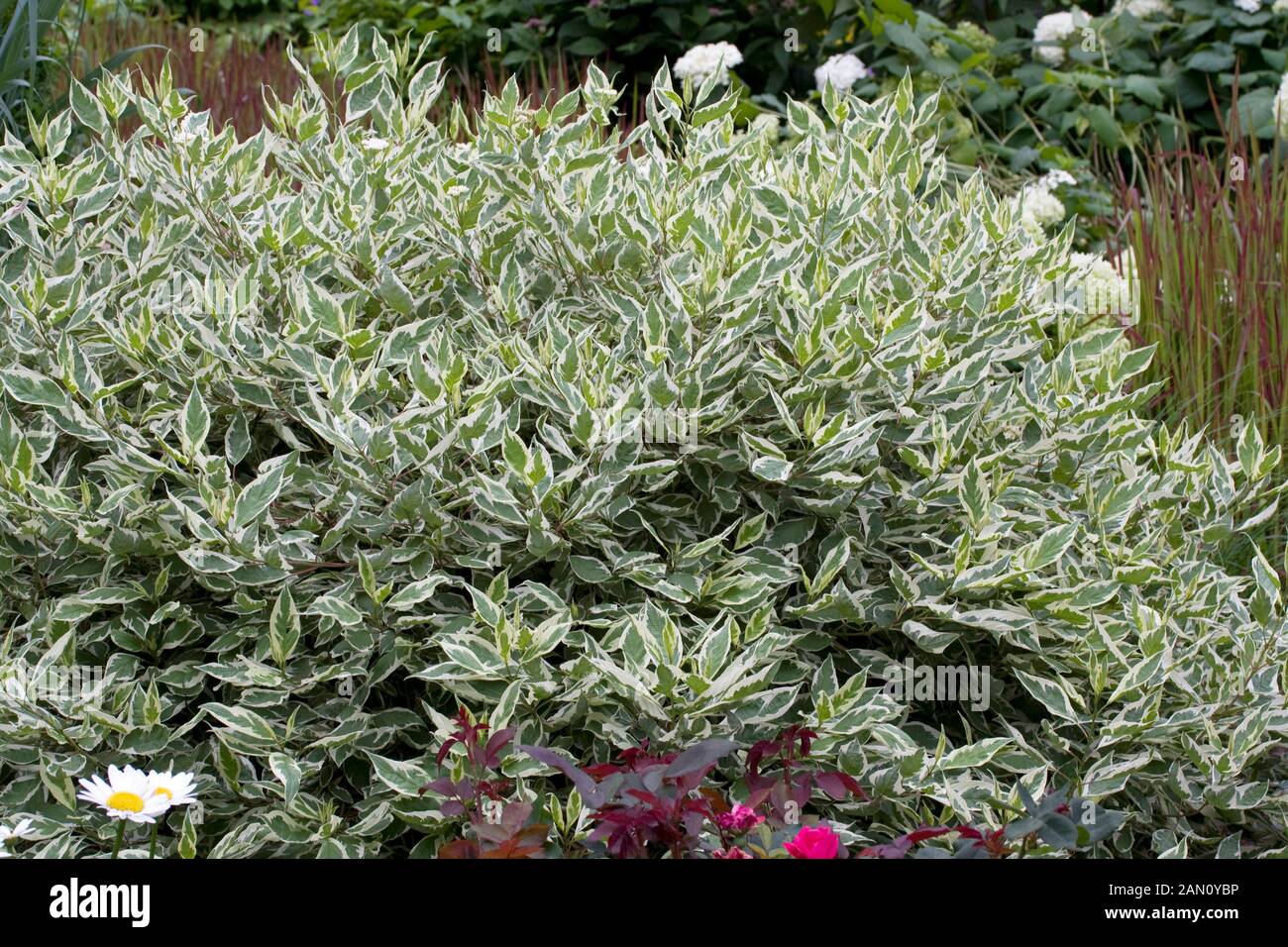 Dogwood cornus alba alba ivory halo hi-res stock photography and images ...