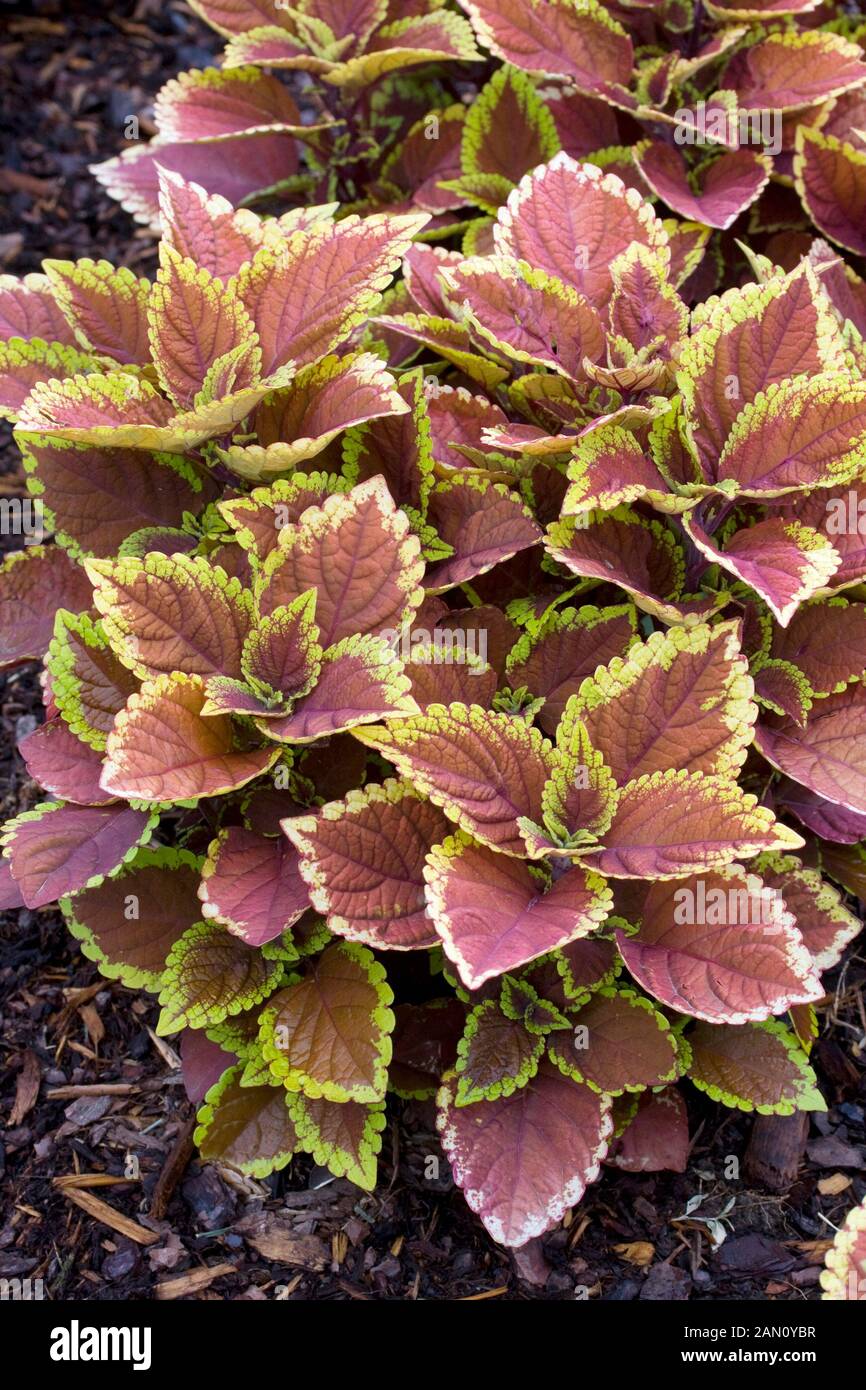 Coleus trusty rusty hi-res stock photography and images - Alamy