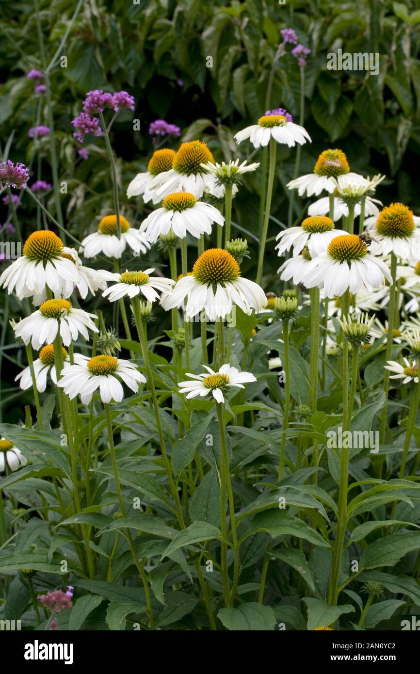 Echinacea white swan hi-res stock photography and images - Alamy