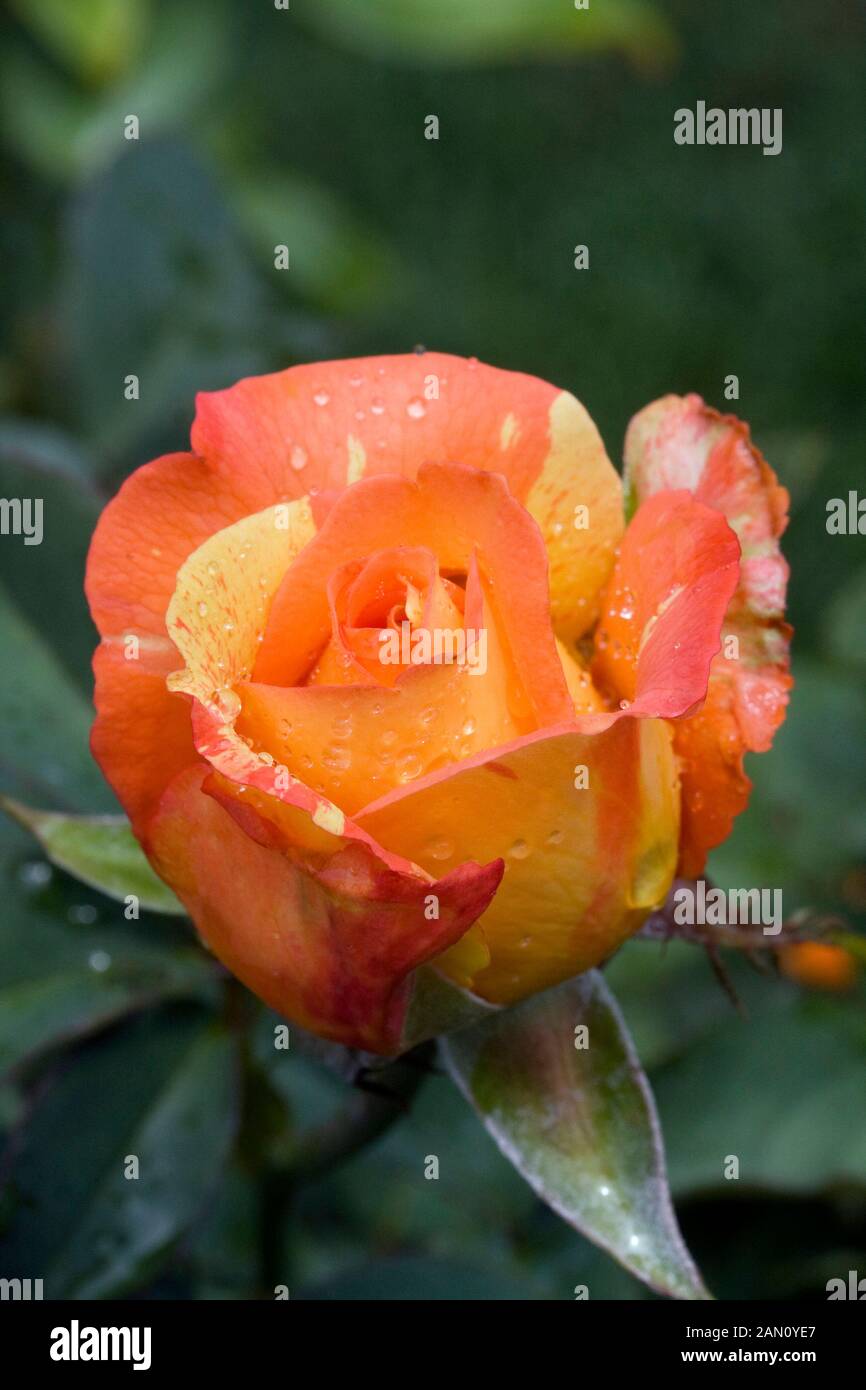 Rosa tropical sunset hi-res stock photography and images - Alamy