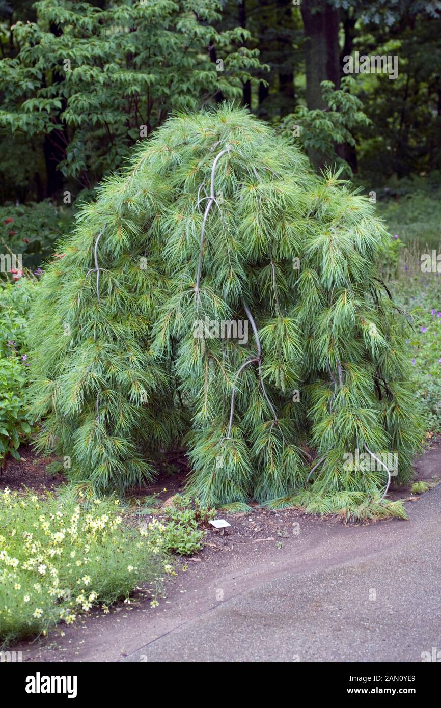 Stobus hi-res stock photography and images - Alamy