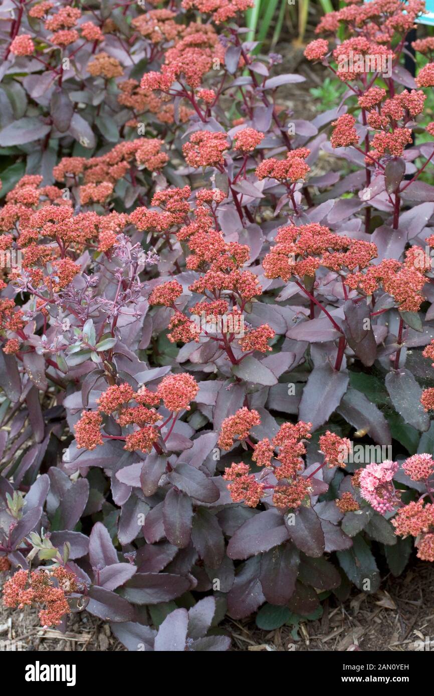 Sedum Purple Emperor High Resolution Stock Photography and Images - Alamy