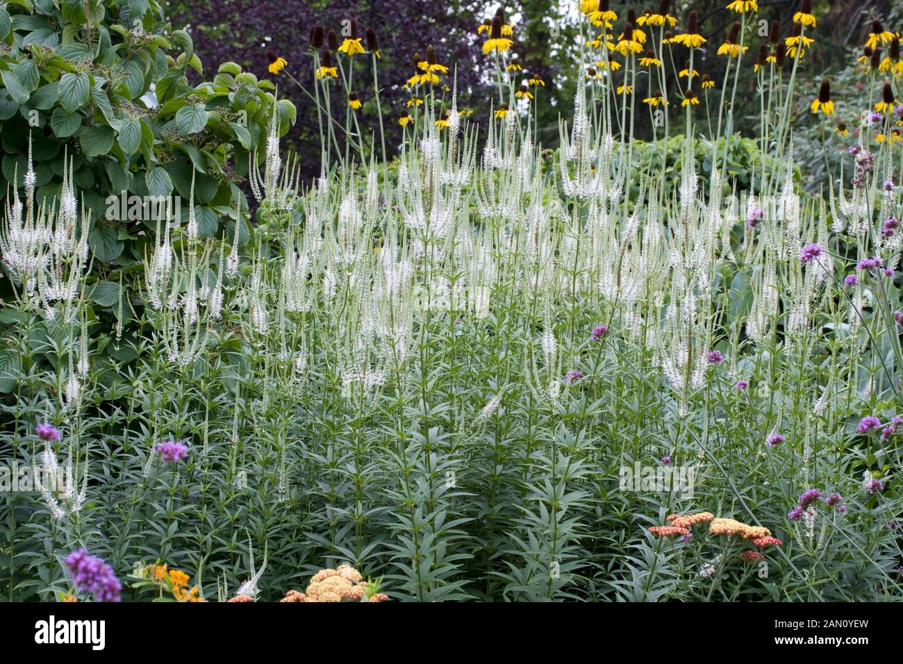 Veronicastrum virginicum hi-res stock photography and images - Alamy