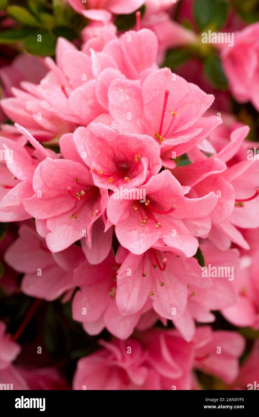 Azalea coral bells hi-res stock photography and images - Alamy