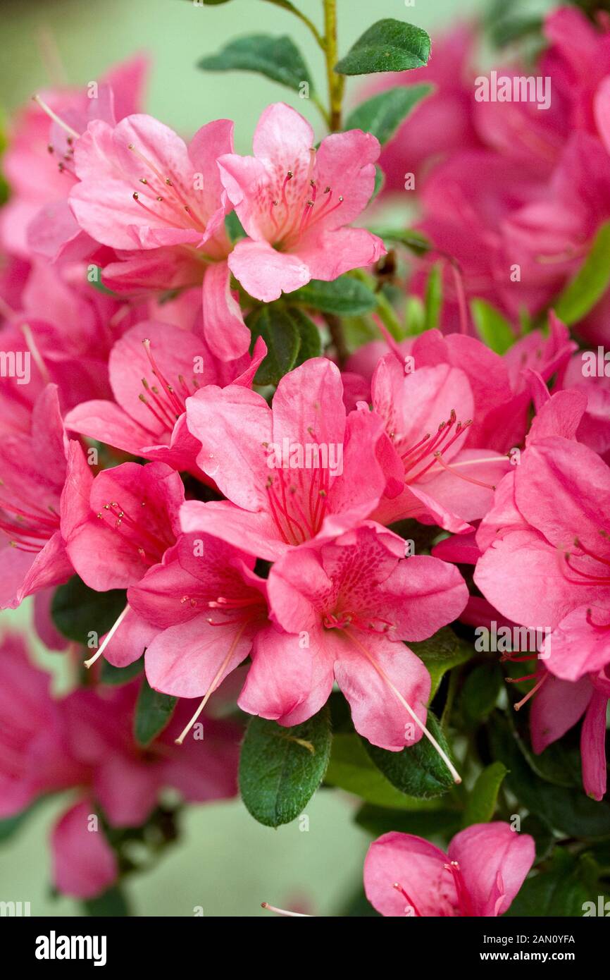 AZALEA 'AUTUMN CHEER' Stock Photo - Alamy