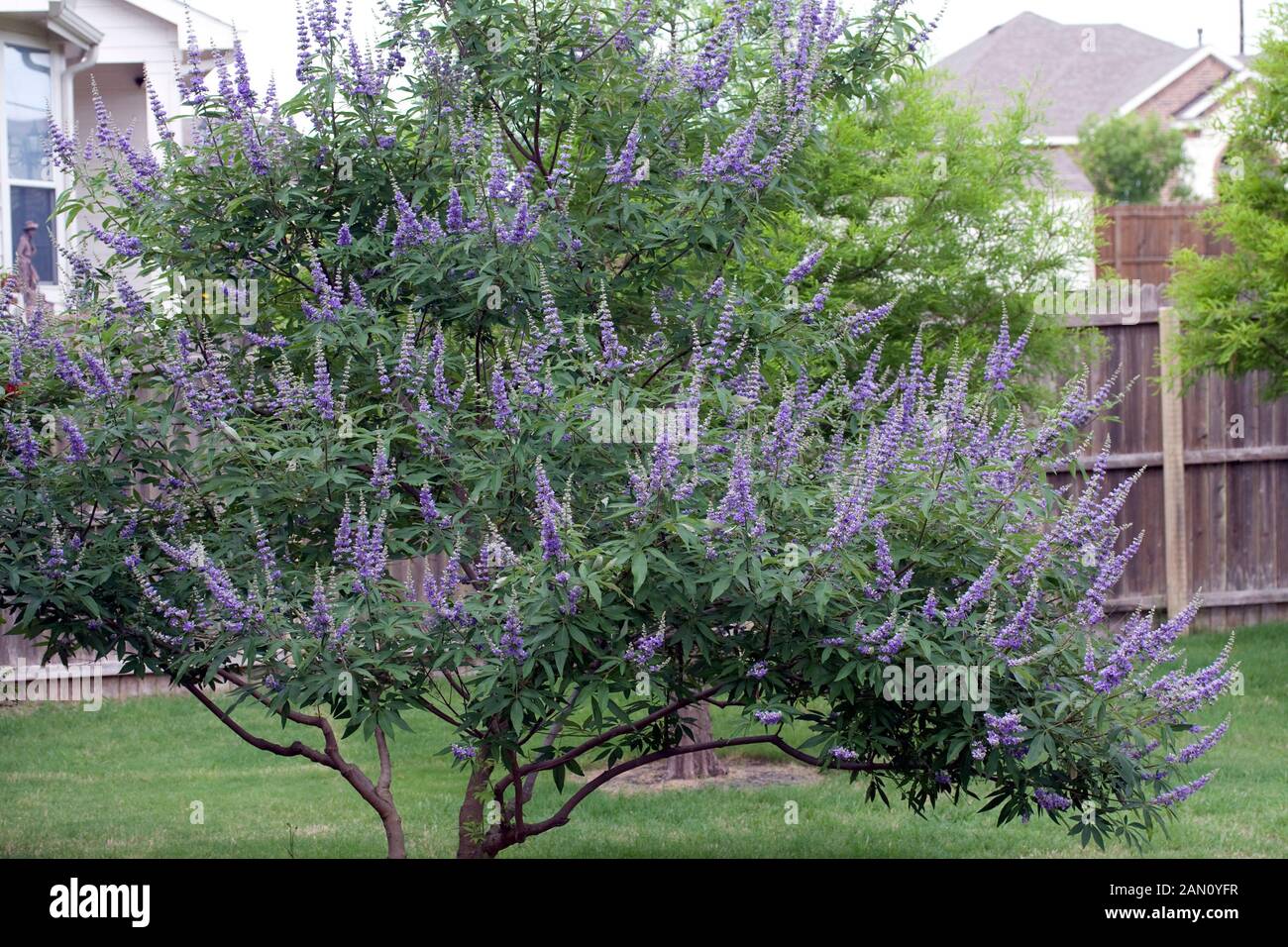 Vitex agnus castus hi-res stock photography and images - Alamy