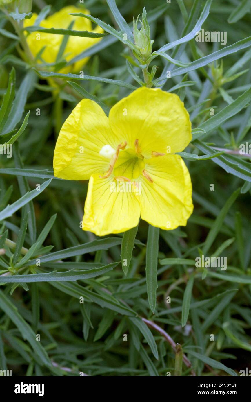 Calylophus hi-res stock photography and images - Alamy