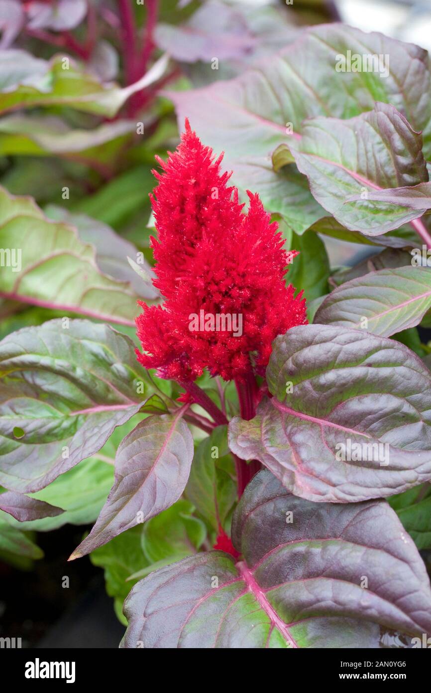 Celosia smart look red hi-res stock photography and images - Alamy