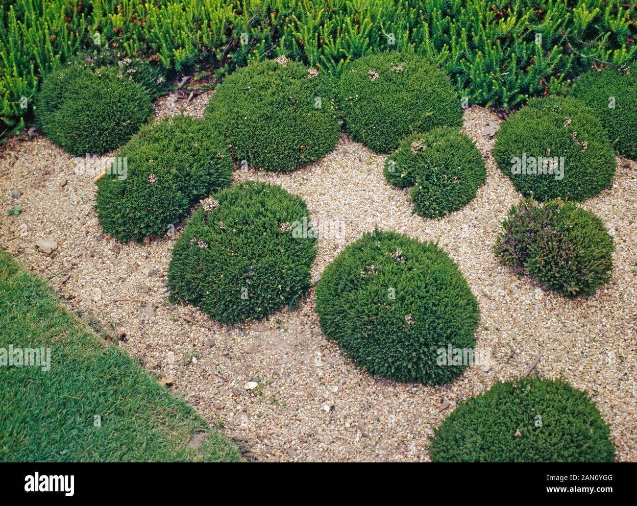 Foxii hi-res stock photography and images - Alamy