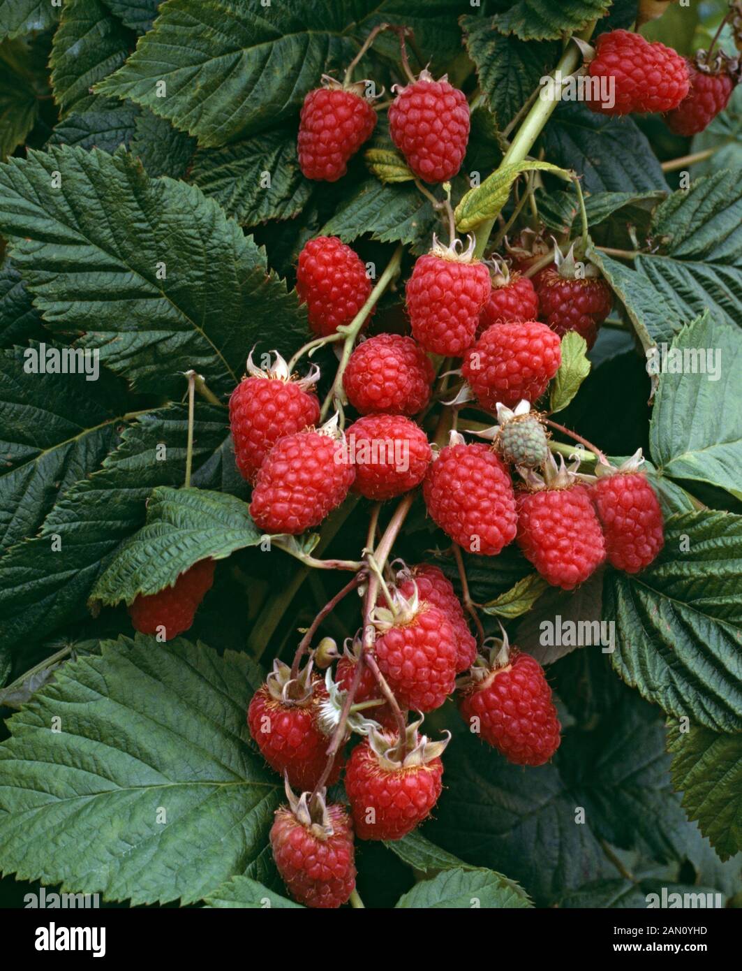 Rubus idaeus malling jewel hi-res stock photography and images - Alamy