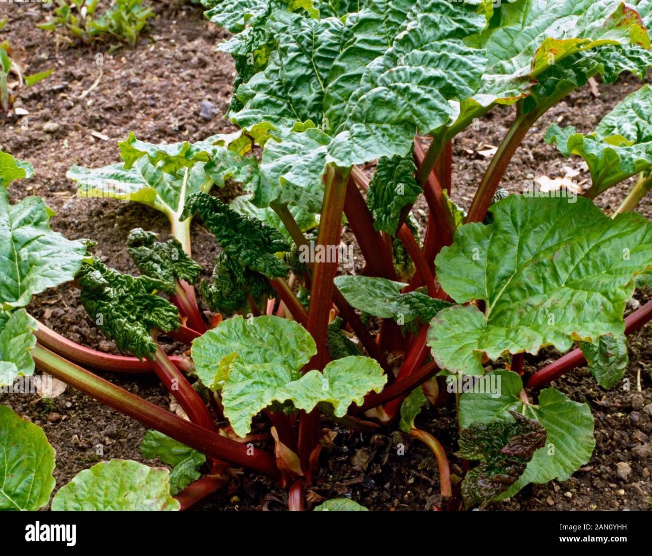 Timperley Early Rhubarb High Resolution Stock Photography and Images ...
