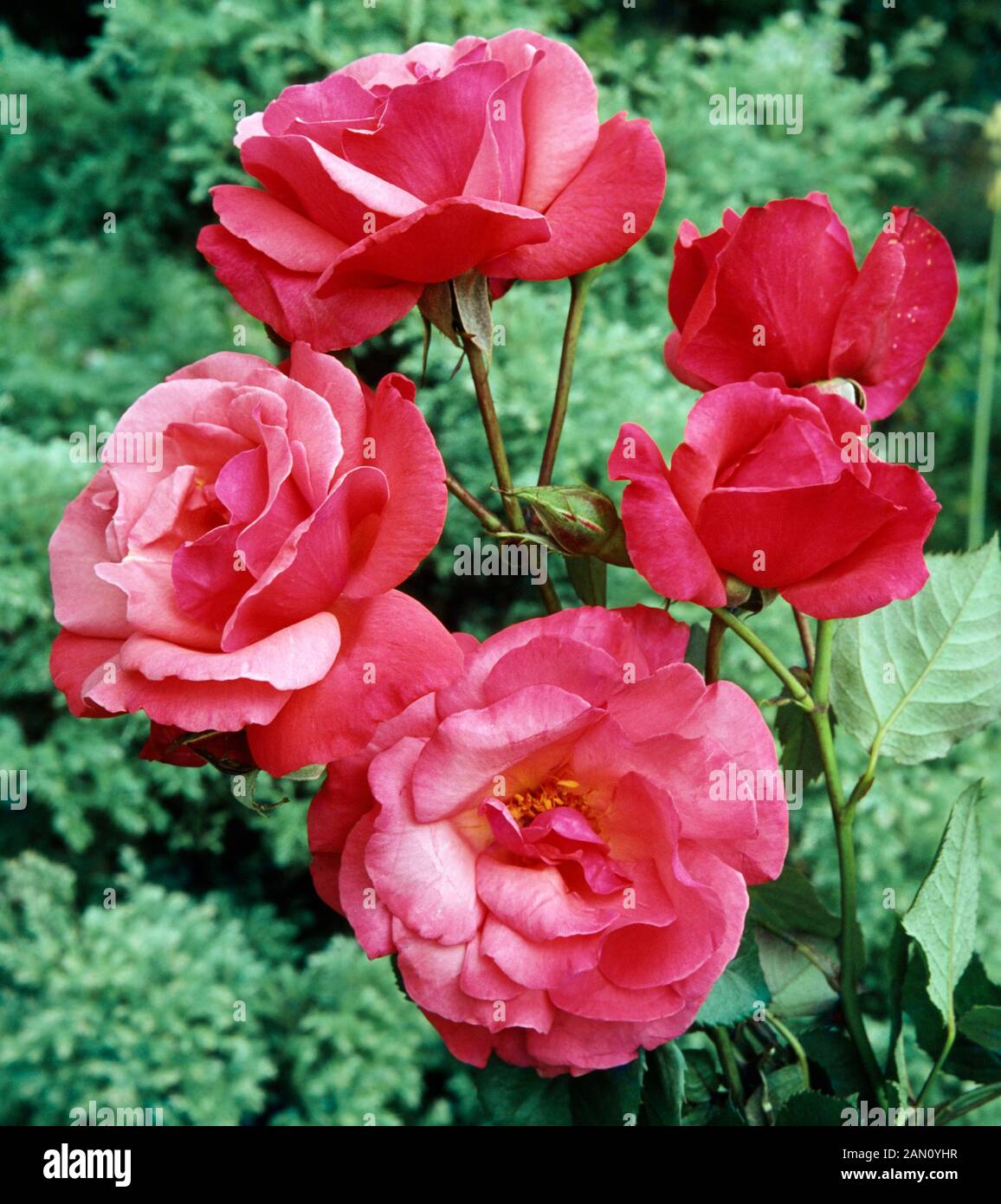 ROSA 'GALWAY BAY' (ROSA 'MACBA' Stock Photo - Alamy