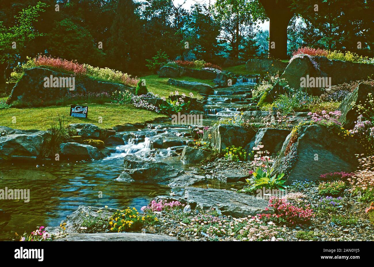 HISTORICAL RHS CHELSEA ROCK GARDEN 1958 BY GEO G WHITELEGG Stock Photo ...