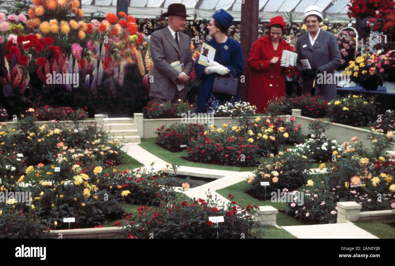 Miniature roses hi-res stock photography and images - Alamy