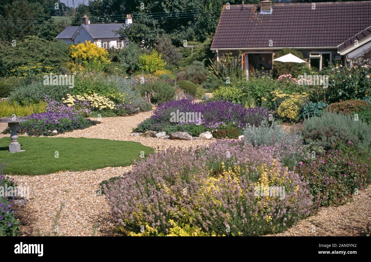 Chamaemelum nobile Chamomile lawn with gravel paths Stock Photo - Alamy