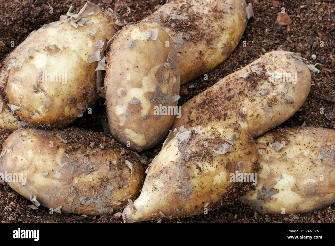 Jersey royal potato hi-res stock photography and images - Alamy