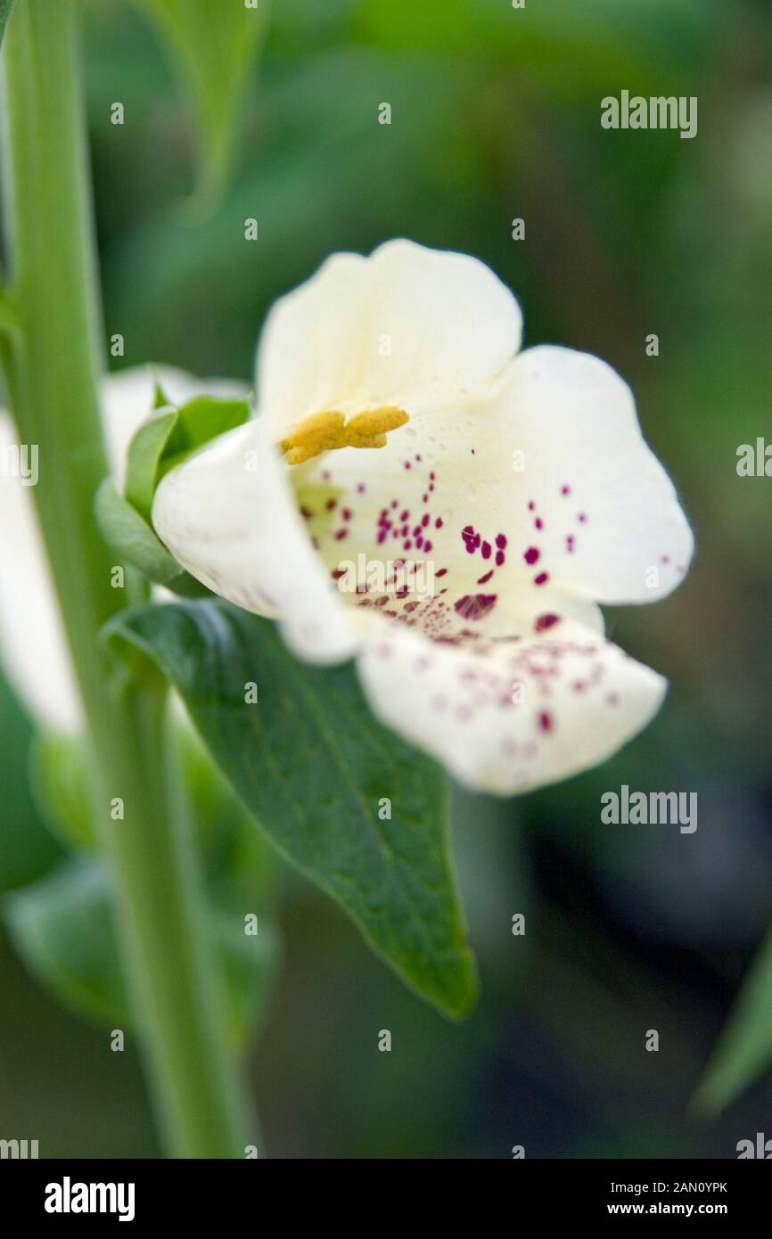 Digitalis Camelot Cream High Resolution Stock Photography and Images ...