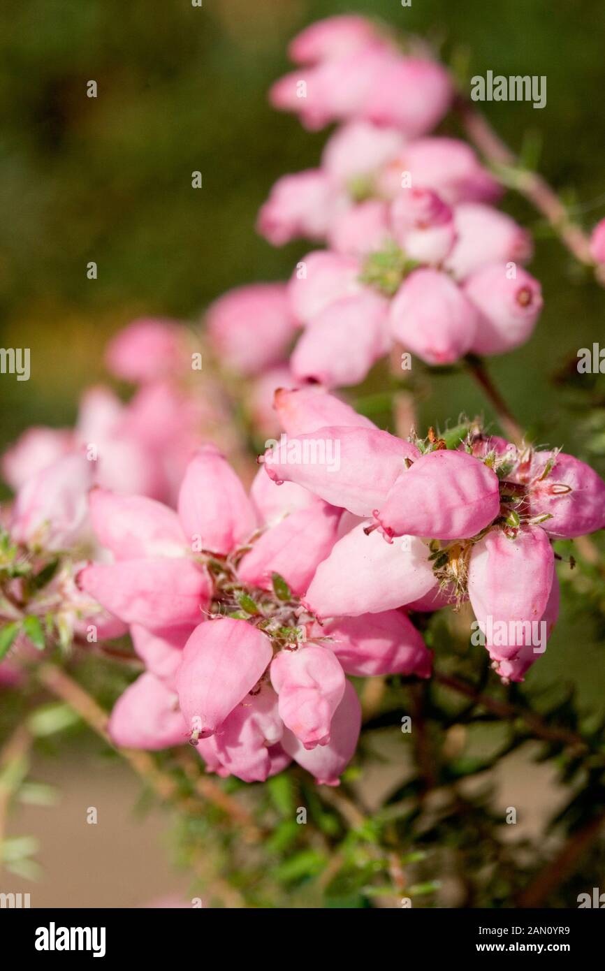 Erica pink pacific hi-res stock photography and images - Alamy