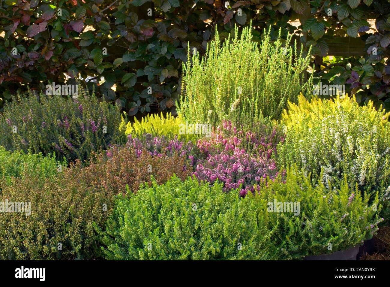 Mixed flowering hedge hi-res stock photography and images - Alamy
