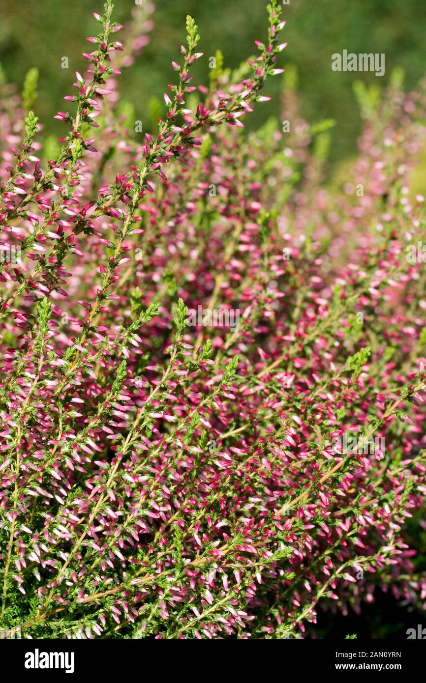 Jette hi-res stock photography and images - Alamy
