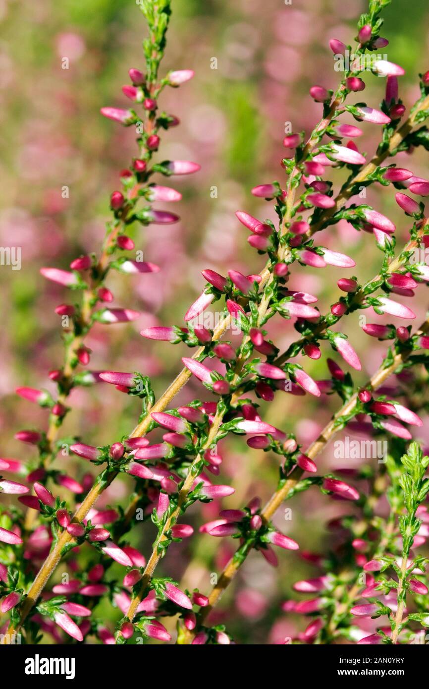 Jette' hi-res stock photography and images - Alamy