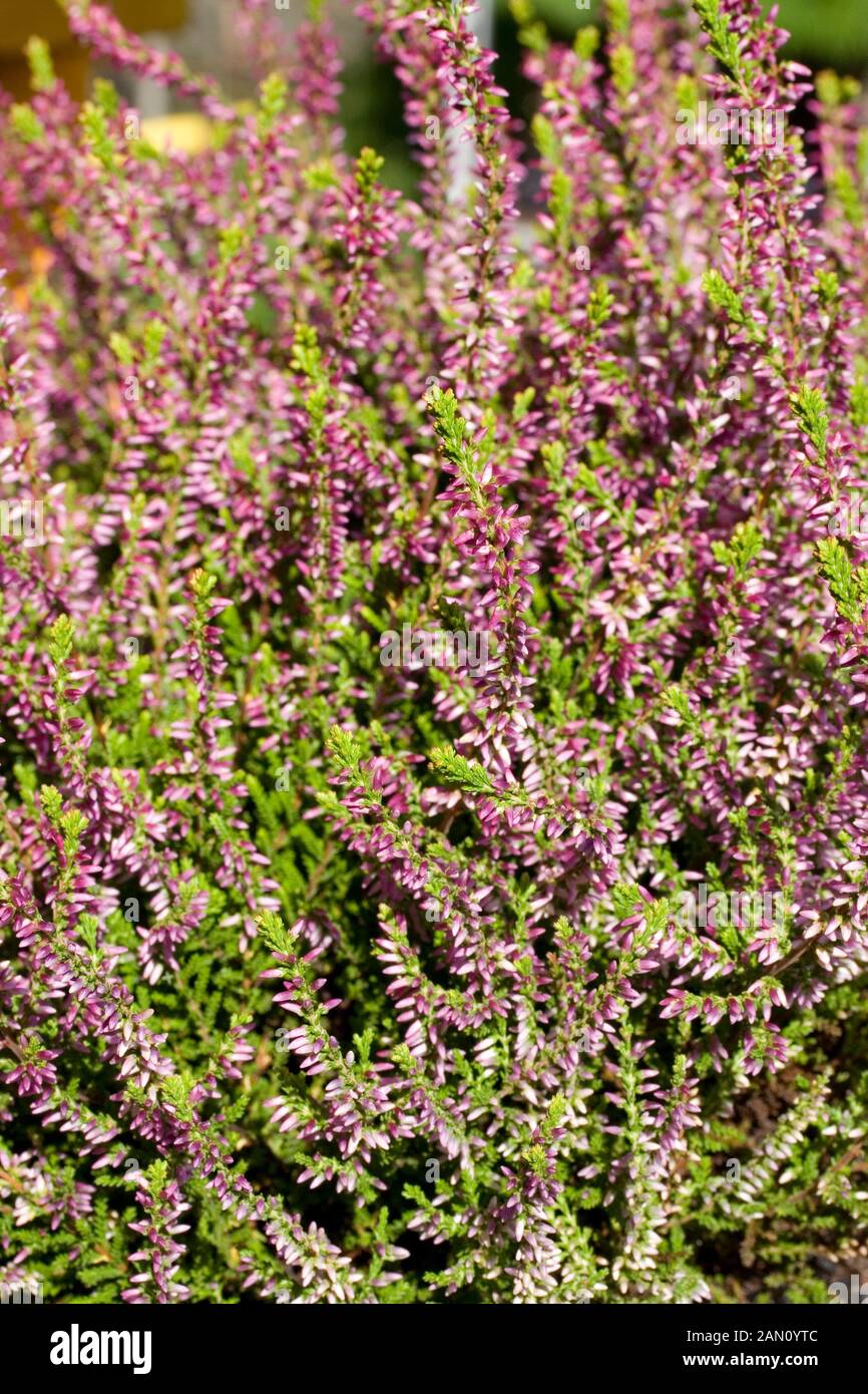 Calluna sp hi-res stock photography and images - Alamy