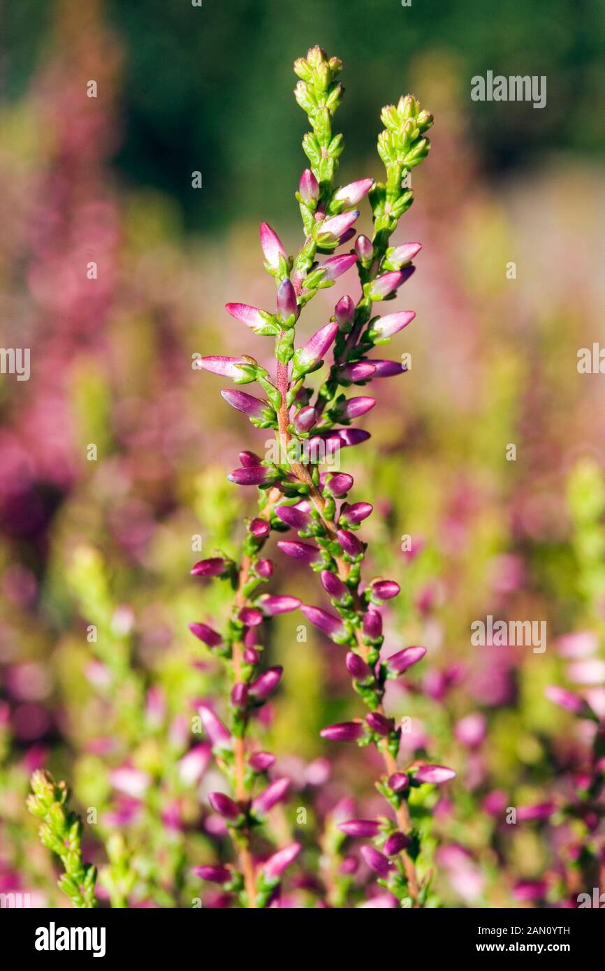 Calluna sp hi-res stock photography and images - Alamy