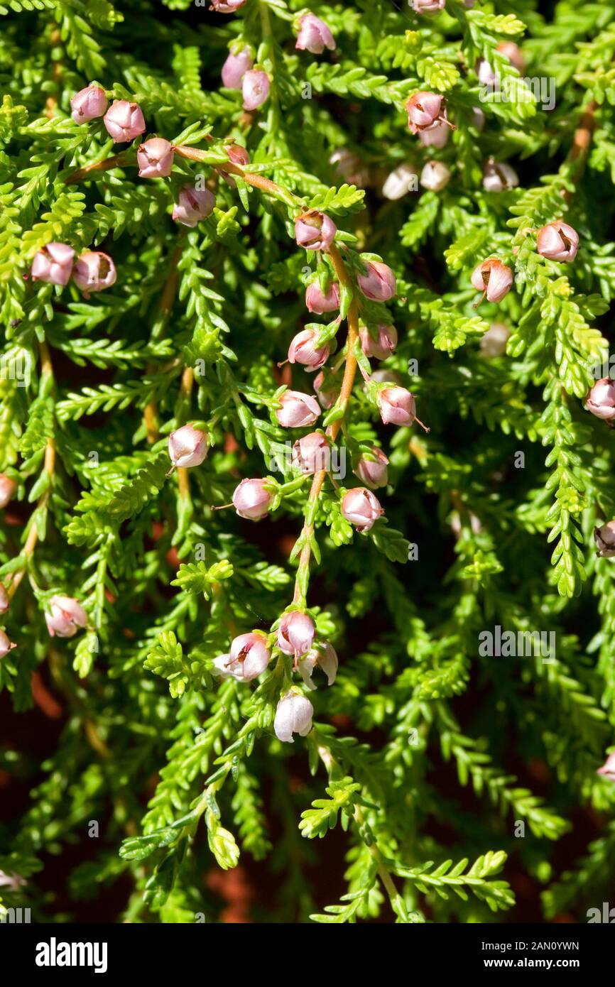 Calluna sp hi-res stock photography and images - Alamy
