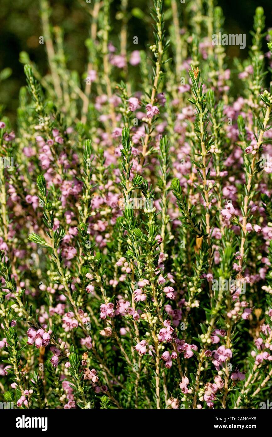 Erica Multiflora High Resolution Stock Photography and Images - Alamy