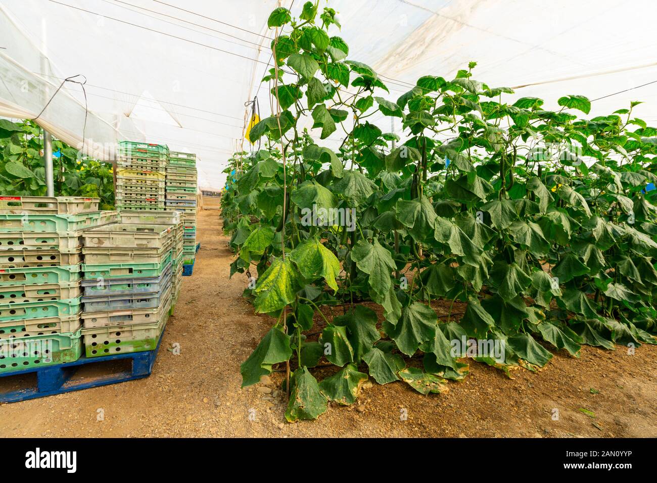 Commercial greenhouse fruit hi-res stock photography and images - Alamy