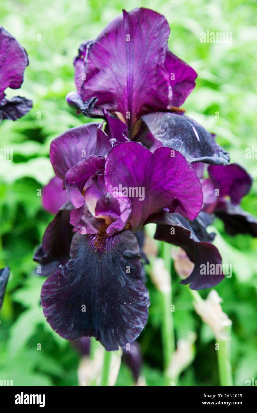 Iris sable night hi-res stock photography and images - Alamy
