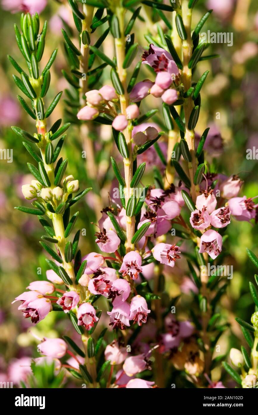 Erica multiflora hi-res stock photography and images - Alamy