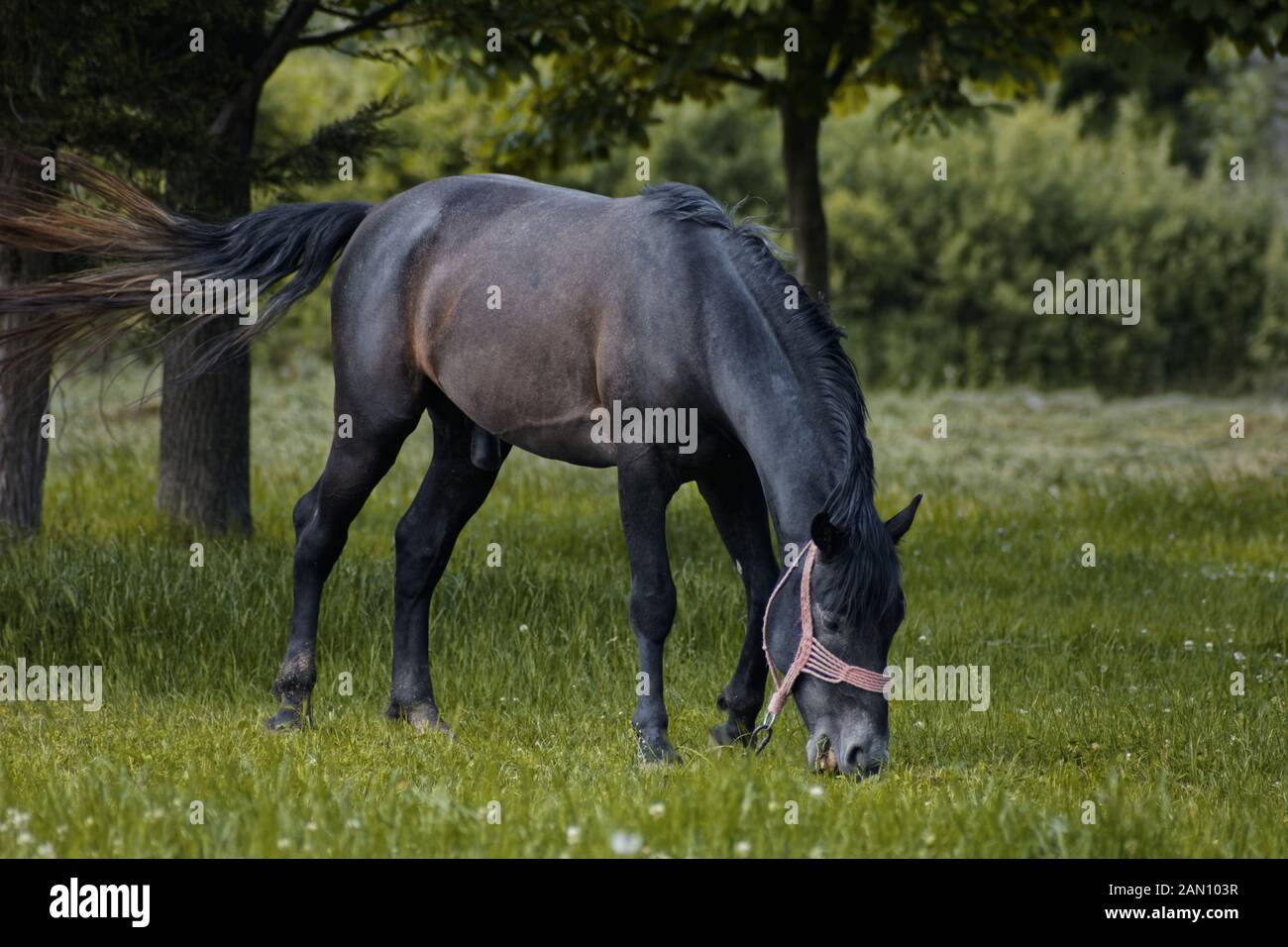 Black horse on ranch hi-res stock photography and images - Alamy