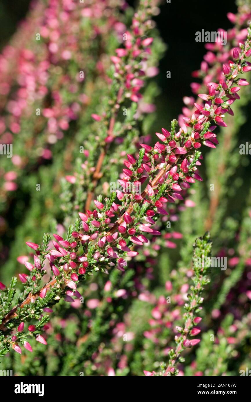 Calluna vulgaris athene hi-res stock photography and images - Alamy