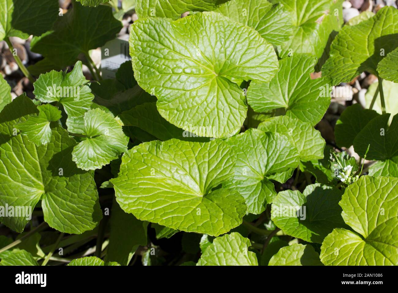 Wasabia japonica hi-res stock photography and images - Alamy