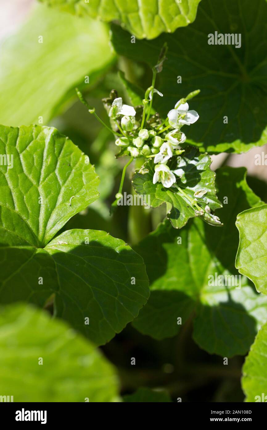 Wasabia japonica hi-res stock photography and images - Alamy