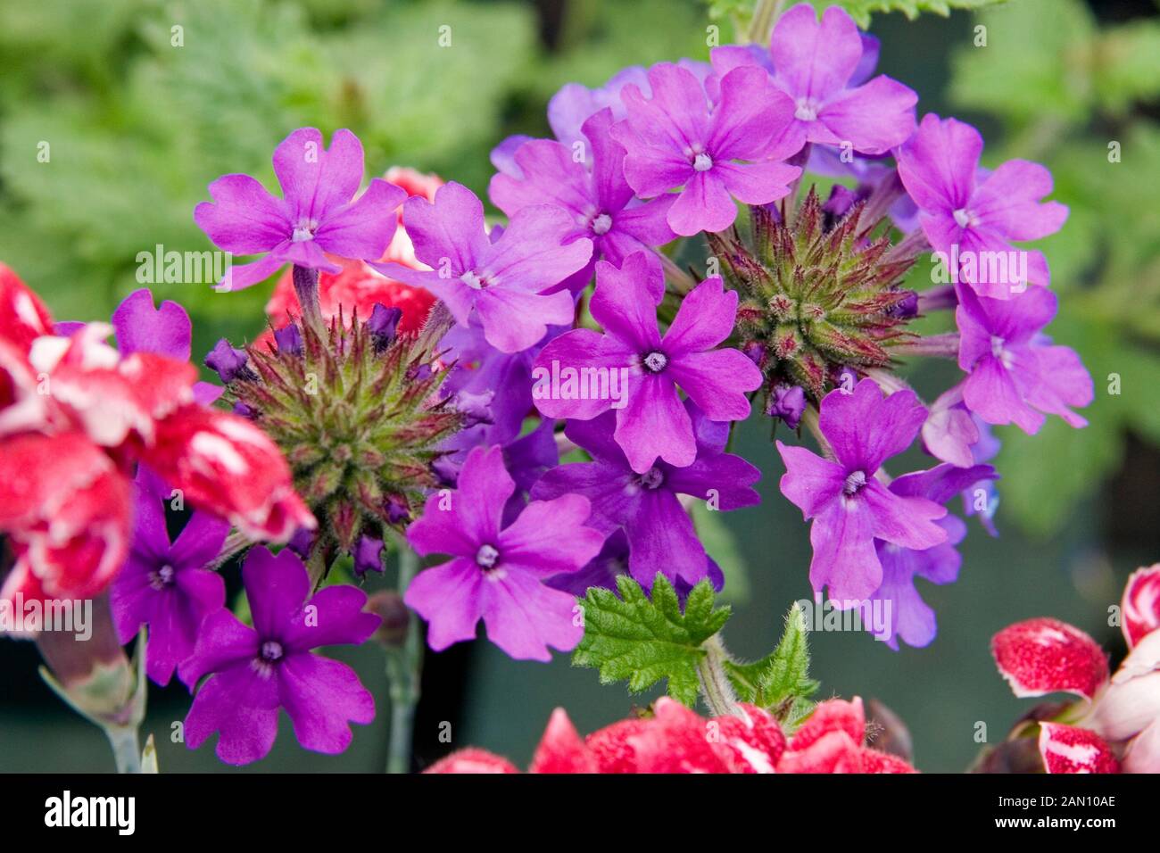 VERBENA HOMESTEAD PURPLE Stock Photo - Alamy