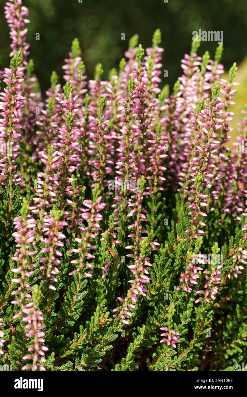 Calluna vulgaris alicia hi-res stock photography and images - Alamy