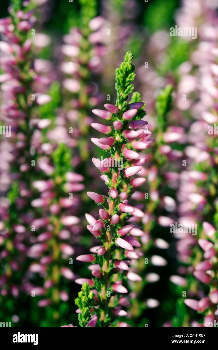 Calluna vulgaris alicia hi-res stock photography and images - Alamy