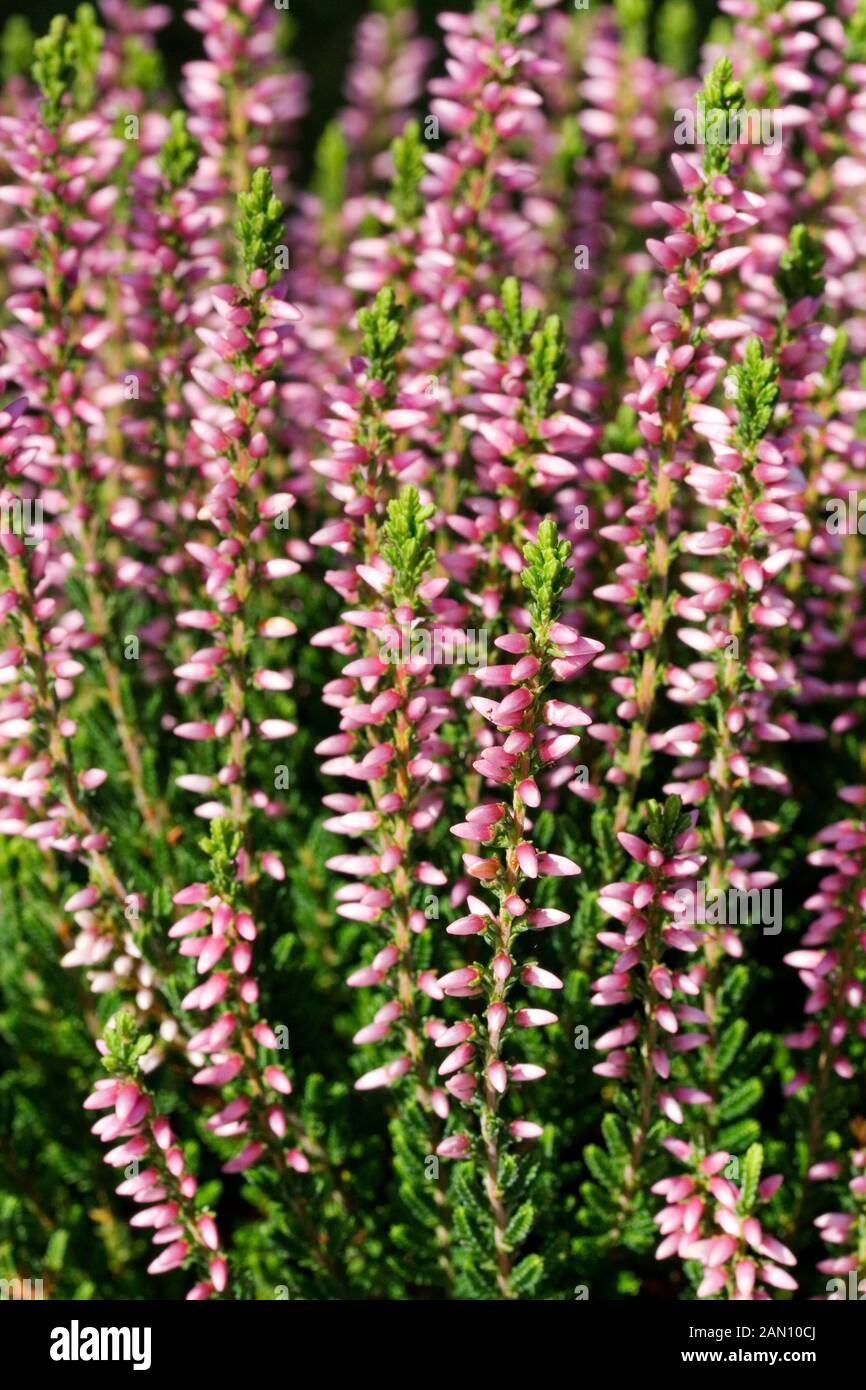 Calluna vulgaris alicia hi-res stock photography and images - Alamy