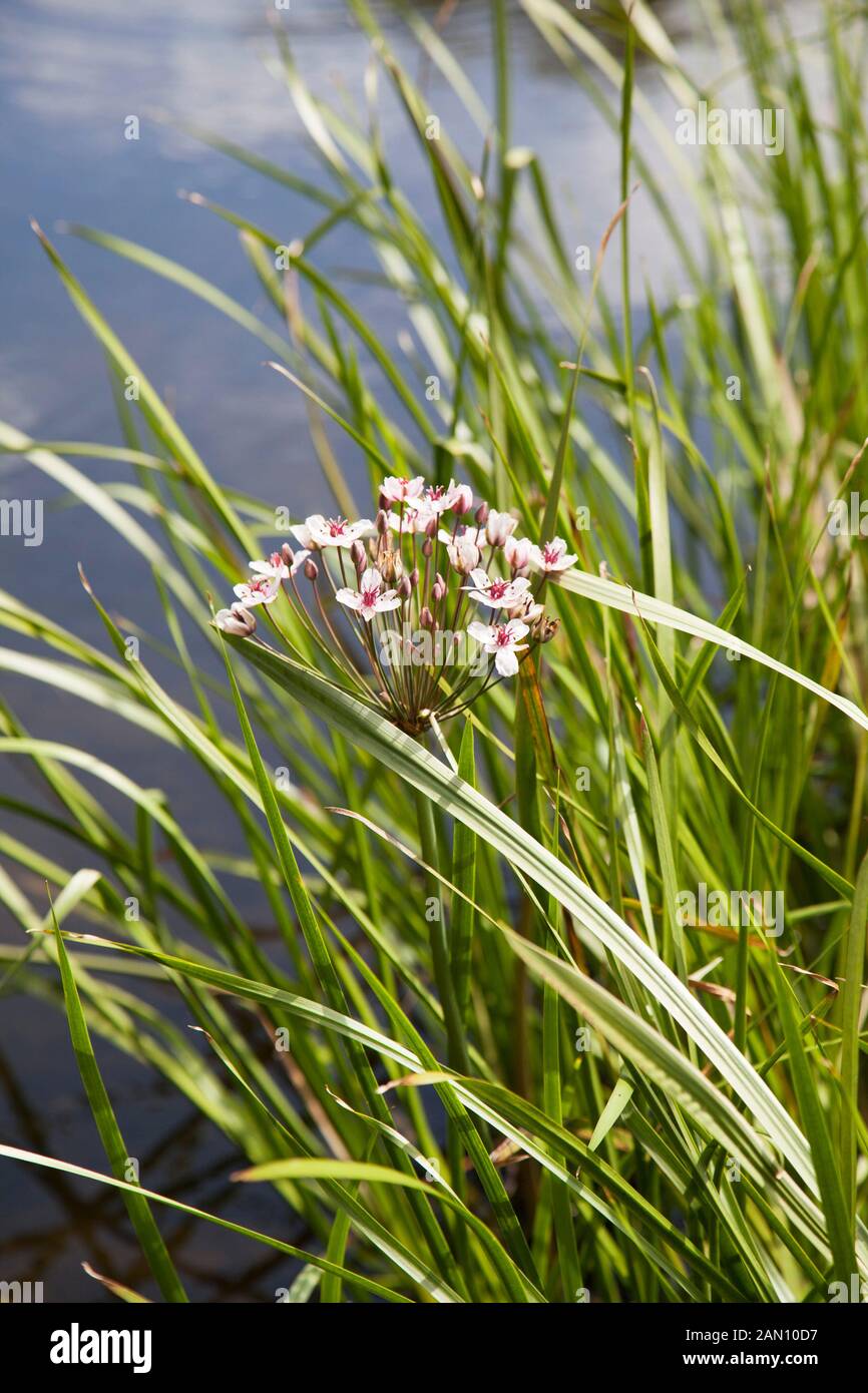 Butomus umbellatus hi-res stock photography and images - Alamy