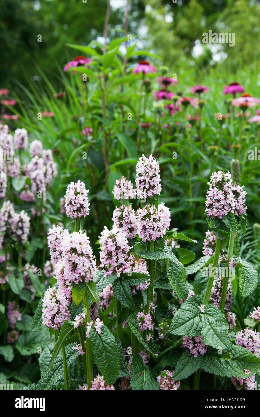 Rosea superba hi-res stock photography and images - Alamy