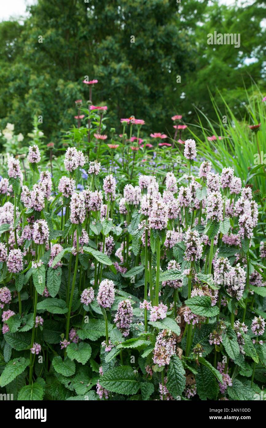 STACHYS OFFICIANALIS ROSEA SUPERBA Stock Photo - Alamy